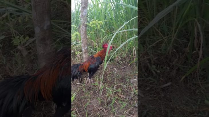 wild shamo chicken in miyakojima island, how beautiful miyakojima ...